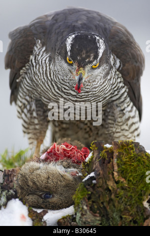 Goshawk (Accipiter gentilis), on plucking stump feeding on rabbit in ...