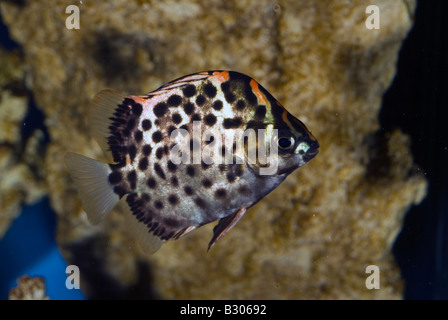 Argus fish scat, Scatophagus argus, Scatophagidae Stock Photo - Alamy