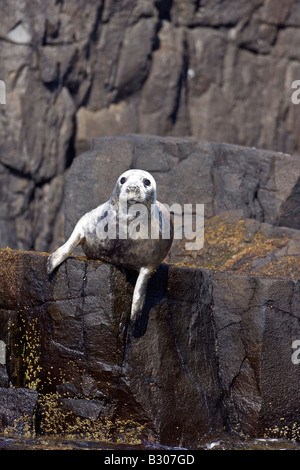 A grey seal on the Isle of May in the Firth of Forth. The island is one ...
