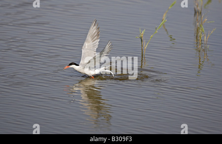 Common Tern fishing Stock Photo - Alamy