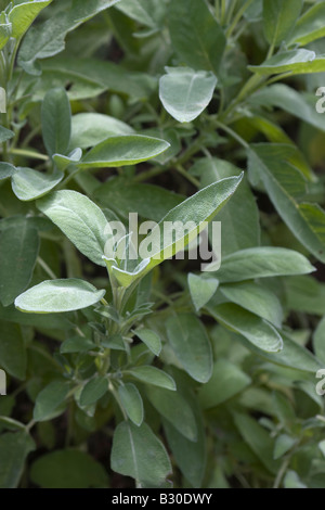 Common Common sage (Salvia officinalis), leaves laid out to dry Stock ...