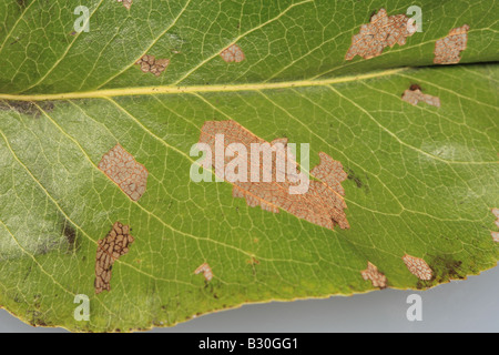 PEAR AND CHERRY SLUGWORM (Caliroa cerasi) FEEDING ON CHERRY LEAF Stock ...