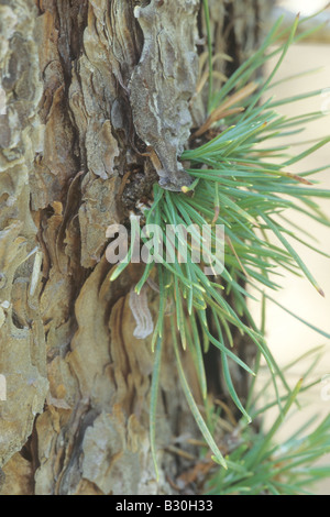 Pitch pine (Pinus rigida) needles, Farm River State Park, Connecticut Stock Photo - Alamy