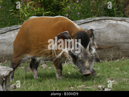 Red River Hog aka African Bush Pig (Potomochoerus Porcus Stock Photo ...