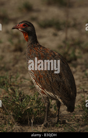 Rednecked Spurfowl Francolinus afer leucoparaeus Calling Tanzania Stock ...