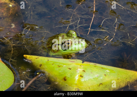 Partially submerged frog among lily pads at the Atlanta Botanical ...