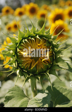 Sunflower Lit Up By Sun From Below - Summer Stock Photo - Alamy