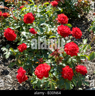 Rosa Trumpeter `Mactru` Stock Photo - Alamy