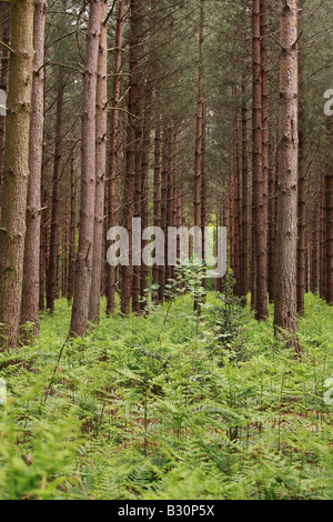 Straight trees ready to be made into telegraph poles "North Norfolk ...