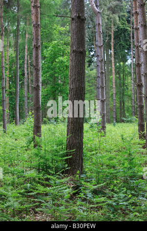 Straight trees ready to be made into telegraph poles "North Norfolk ...