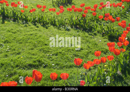 Red tulip patch in the Stadtpark Stock Photo - Alamy