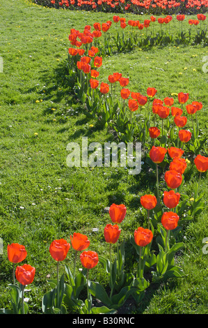 Red tulip patch in the Stadtpark Stock Photo - Alamy