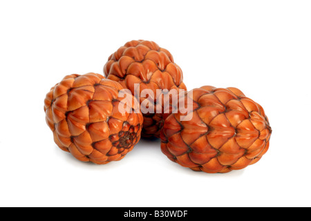 raffia palm (Raphia farinifera), fruit (drupe Stock Photo - Alamy