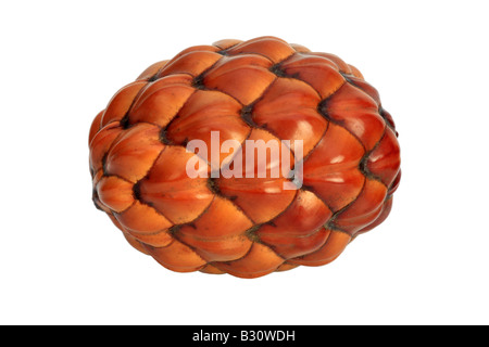 Raffia Palm (Raphia farinifera), (Arecaceae Stock Photo - Alamy