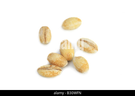 common barley, six-rowed barley (Hordeum vulgare), Field with barley ...