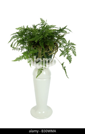 Hare's foot fern / Rabbit's foot ferns (Davallia canariensis) sprouting ...