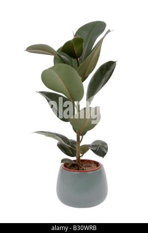 Ficus elastica tree Stock Photo - Alamy