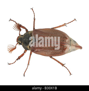 insects of europe - beetles: top view of scarlet lily beetle ...