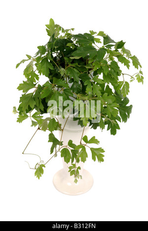 Oak Leaf Ivy or Grape Ivy Cissus rhombifolia Stock Photo - Alamy