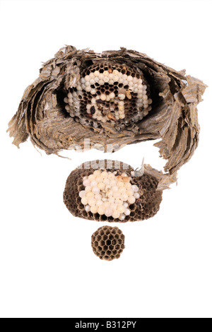 Saxon wasp (Dolichovespula saxonica), nest in summerhouse, Germany ...