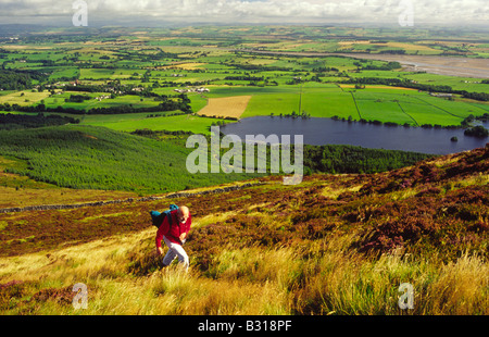 Hill walker walking through heather to the top of Criffel with ...