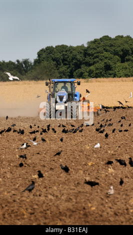 Crows rooks and seagulls follow a tractor as it ploughs fields after ...