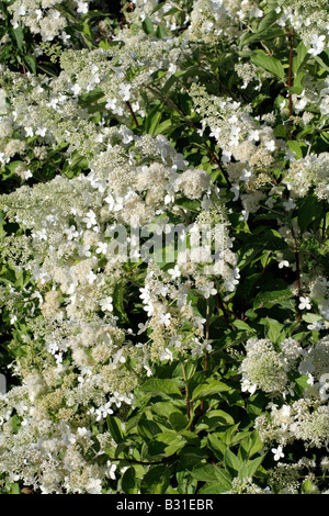 HYDRANGEA PANICULATA PAPILLON Stock Photo - Alamy