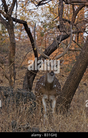 male Spotted Deer or Chital (Axis axis) fighting, Pench National Park ...