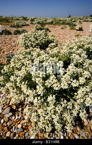 Salt marsh vegetation with flowering common sea lavender (Limonium ...