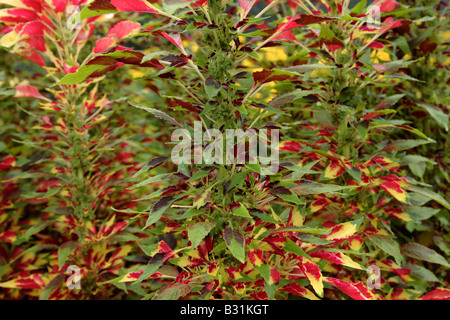 Amaranthus tricolor Perfecta Joseph s Coat during the summer months at ...