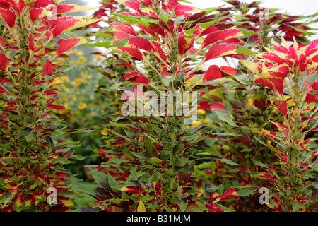 Amaranthus tricolor Perfecta Joseph s Coat during the summer months at ...