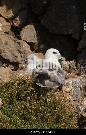 Fulmar Fulmaris glacialis Young Stock Photo - Alamy