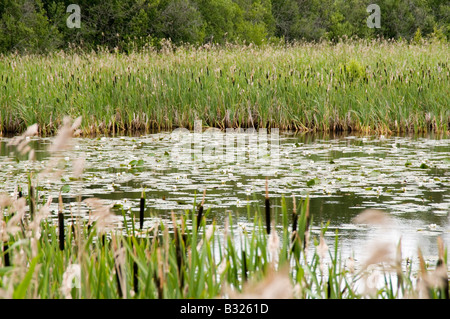 bull rush rushes bullrush bullrushes reeds pond ponds plant plants semi ...