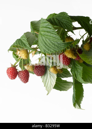 raspberries on a branch. isolated on white background Stock Photo - Alamy