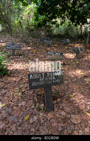 Monkey Graveyard, Boabeng-Fiema Monkey Sanctuary, Ghana Stock Photo - Alamy