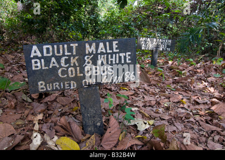 Monkey graveyard in Boabeng Fiema Monkey Sanctuary Ghana Stock Photo ...
