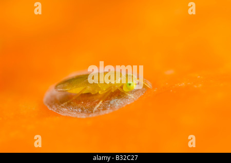 Aphytis wasp parasite stinging red scale on orange Stock Photo - Alamy