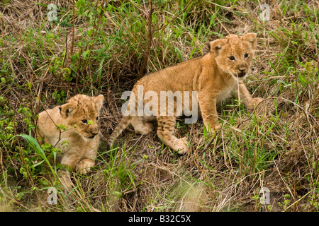 Lion cubs (Panthera leo Stock Photo - Alamy