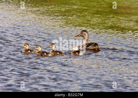 Hen and ducklings swimming in roadside pond Stock Photo - Alamy