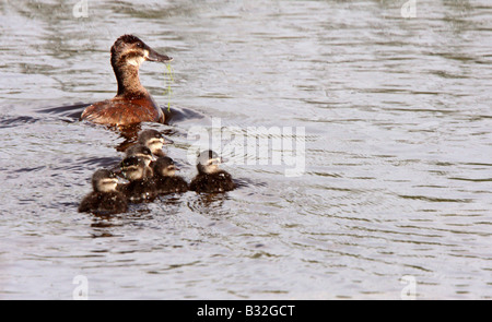 Hen and ducklings swimming in roadside pond Stock Photo - Alamy