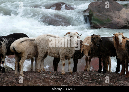 Sheep Range Beside River,Xinjiang,China Stock Photo - Alamy