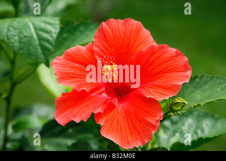 Red hibiscus flower, Taveuni Fiji Stock Photo - Alamy