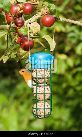 A robin at a bird feeder in a garden in Leeds, West Yorkshire. Picture ...