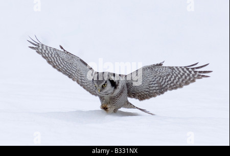 Hawk Owl Surnia ulula pouncing on a vole nr Vaala Finland March Stock ...