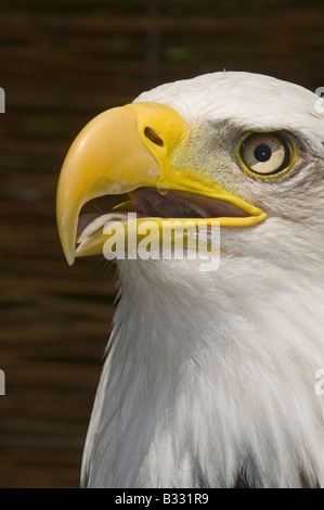 Bald eagle, close-up head, facing front Stock Photo - Alamy