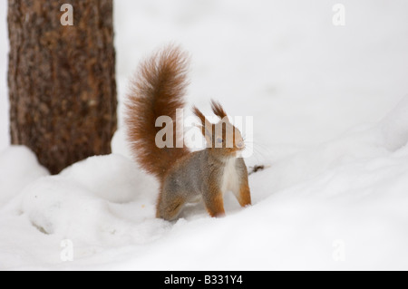 Red squirrel in winter forest on snow-covered stump Stock Photo - Alamy