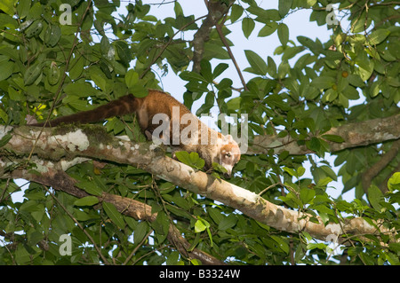Guatemala white-nosed coati ( Nasua narica Stock Photo - Alamy