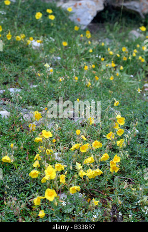 HELIANTHEMUM NUMMULARIUM COMMON ROCK ROSE GROWING ON LIMESTONE ABOVE ...
