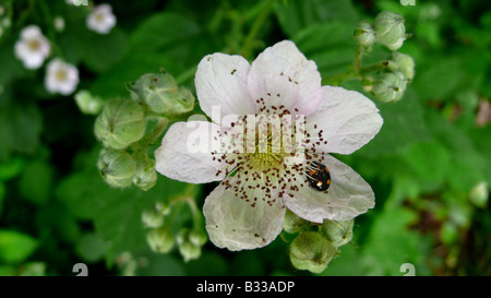Shrubby blackberry (Rubus fruticosus) flowers, France Stock Photo - Alamy