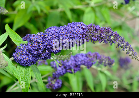 Buddleja davidii Adonis Blue ADOKEEP Stock Photo - Alamy